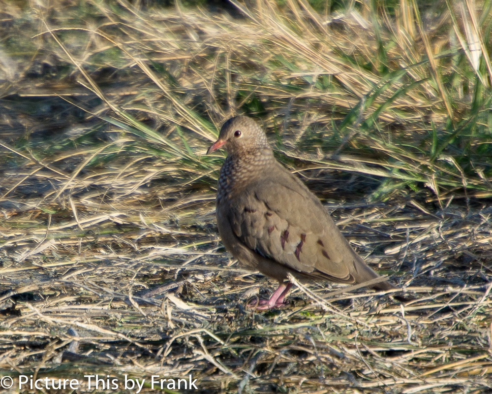 Ground Dove – Picture This by Frank