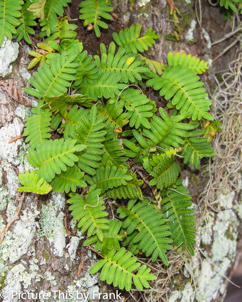 Resurrection Fern – Picture This by Frank
