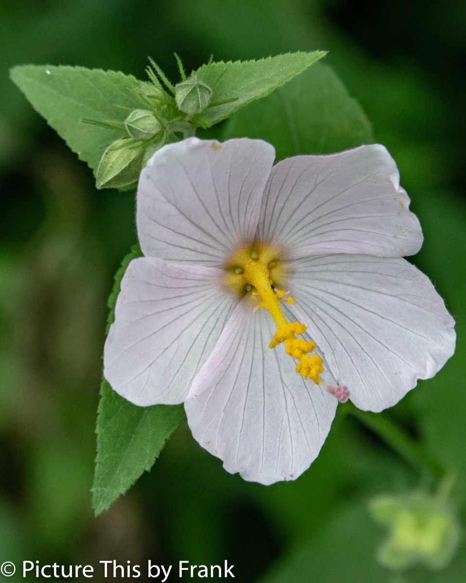 Saltmarsh Mallow – Picture This by Frank