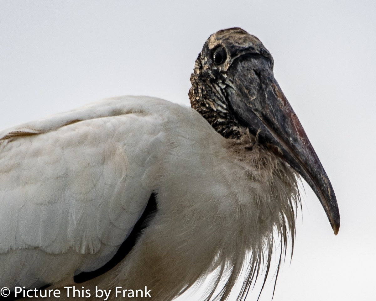 Wood Stork – Picture This by Frank